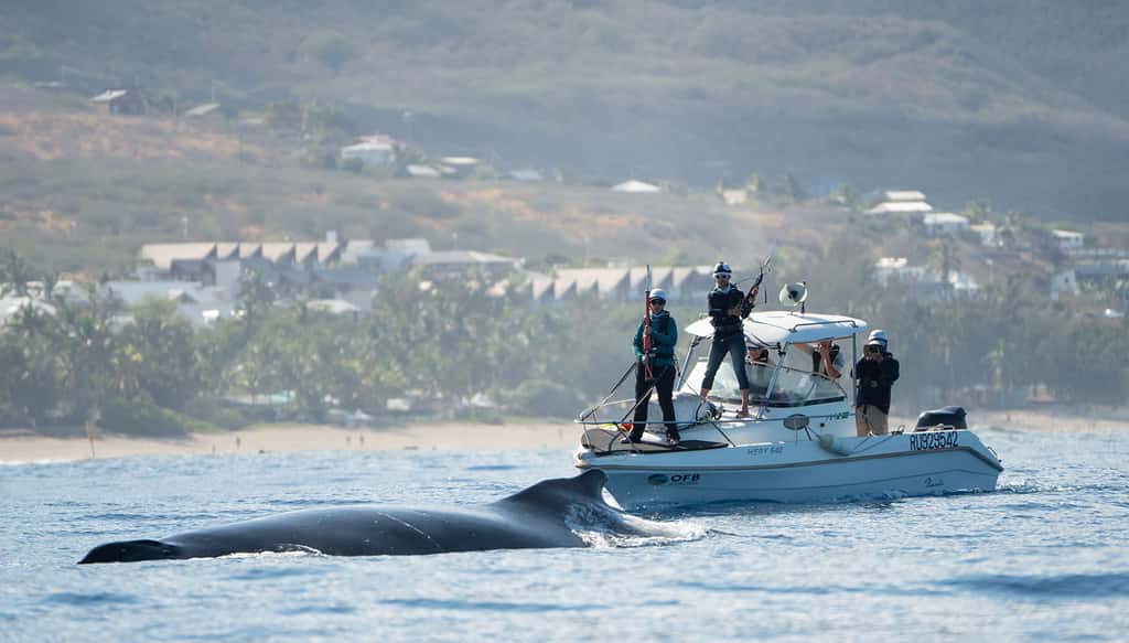En immersion avec des baleines à bosse durant leurs migrations
